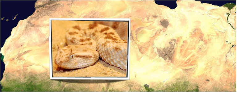 Sahara Desert Horned Viper